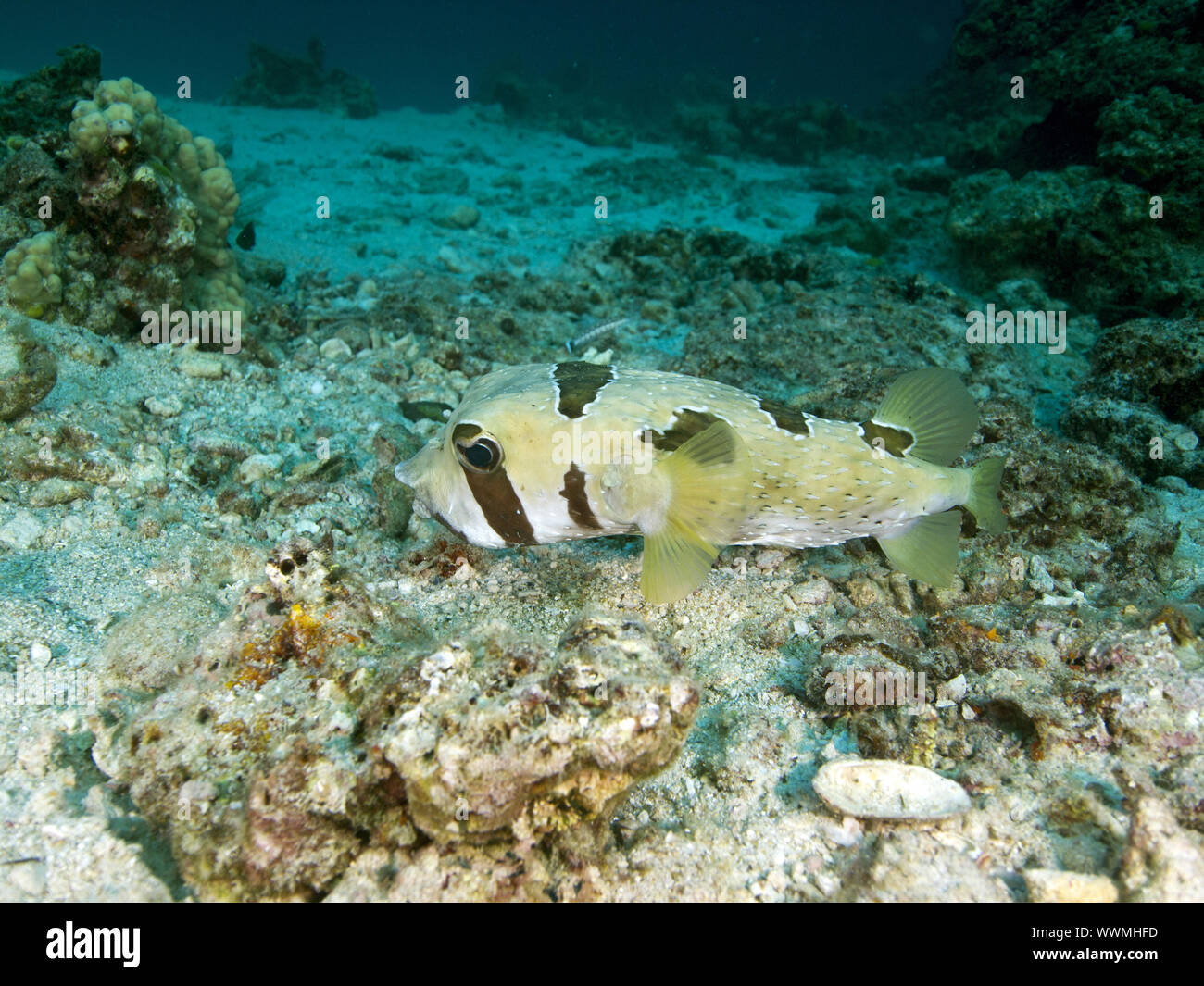 Black blotched porcupinefish hi-res stock photography and images - Alamy