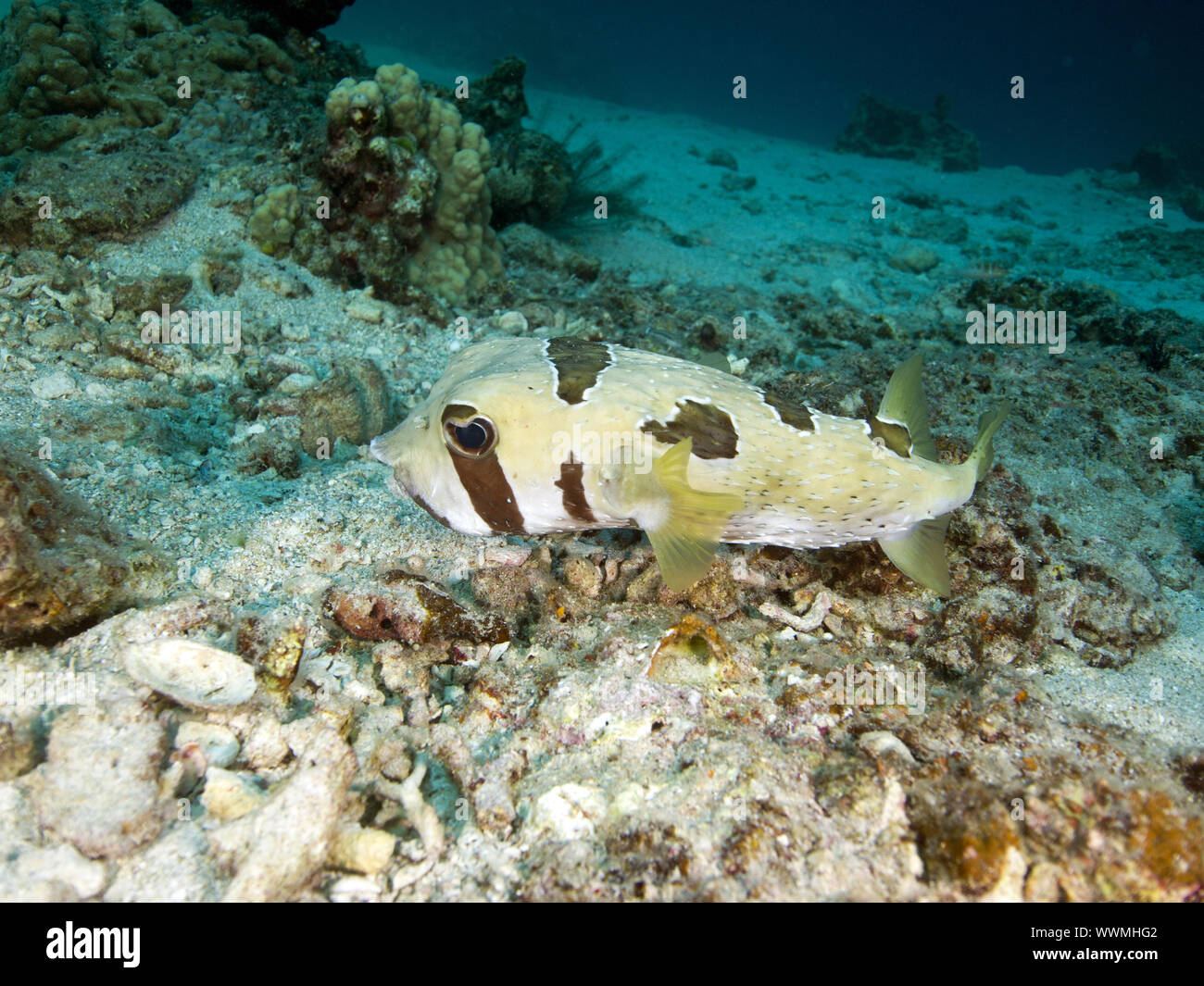 Black blotched porcupinefish hi-res stock photography and images - Alamy