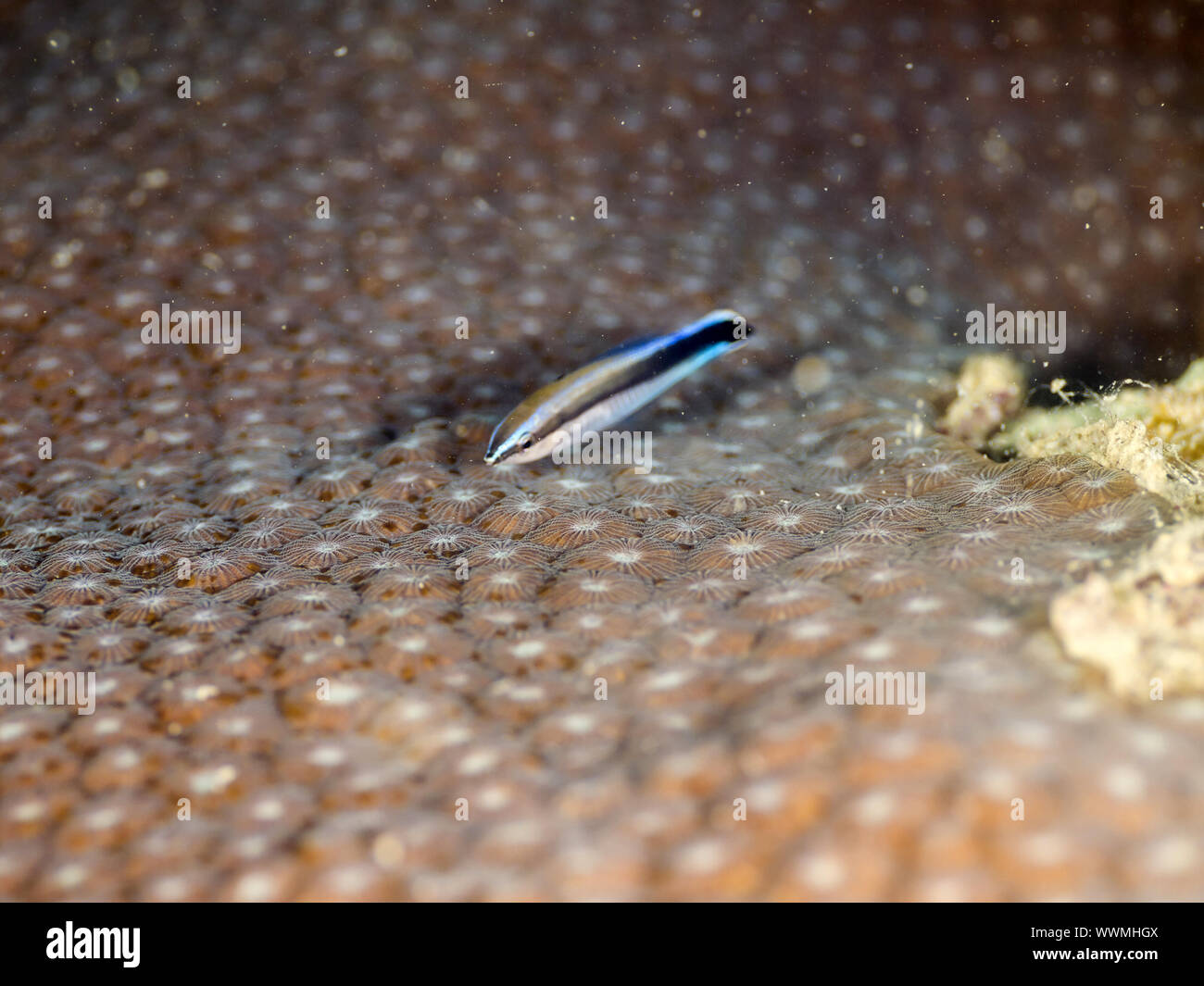 Cleaner fish hi-res stock photography and images - Alamy