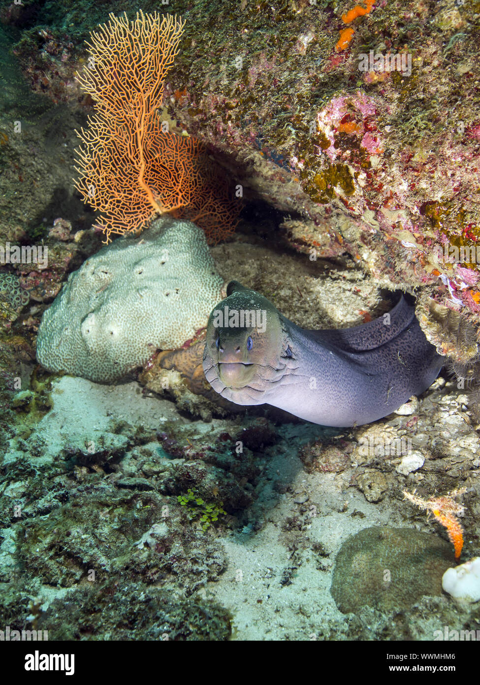 Morayeel hi-res stock photography and images - Alamy