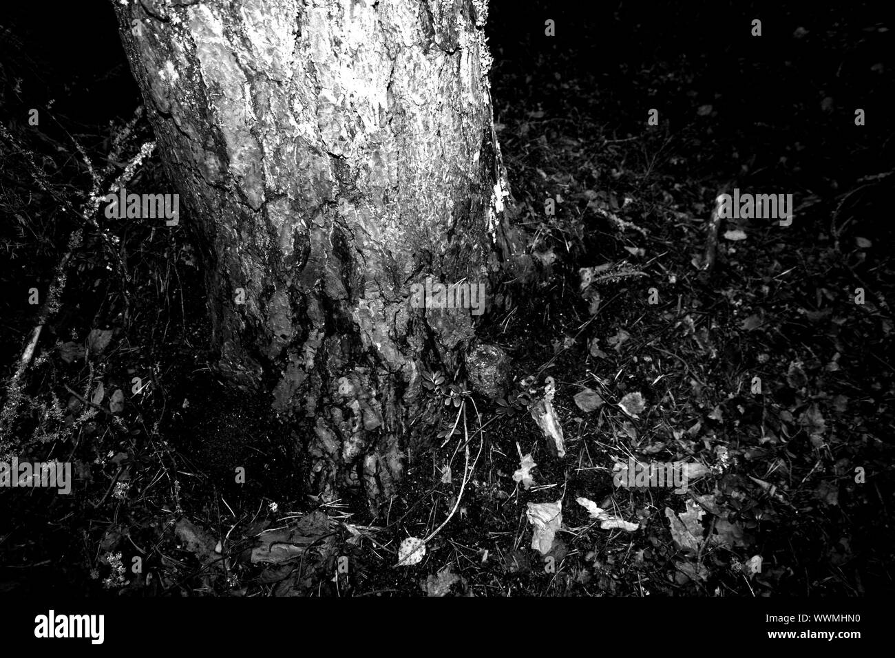 tree root nature background Stock Photo - Alamy