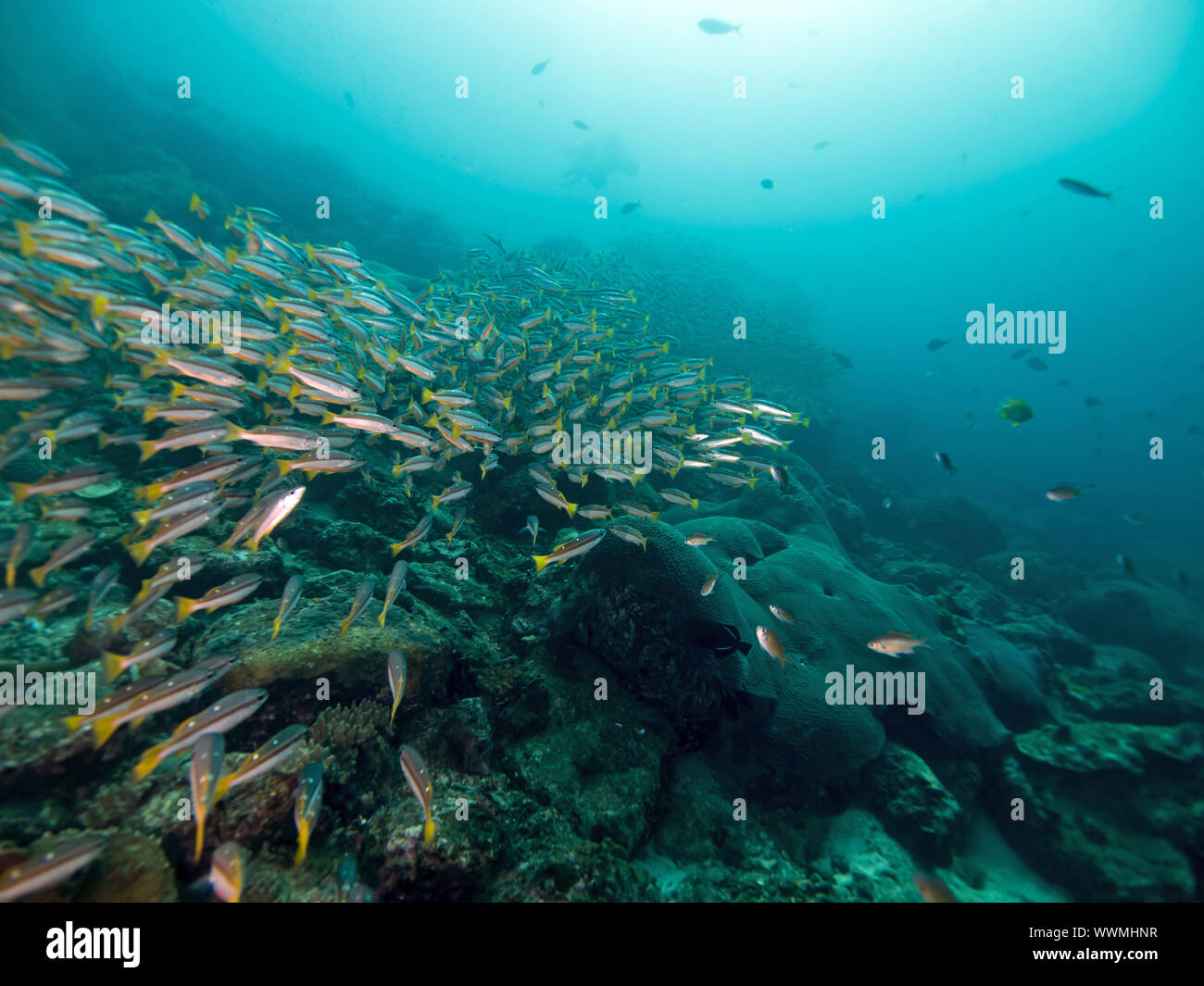 Two snapper hi-res stock photography and images - Alamy