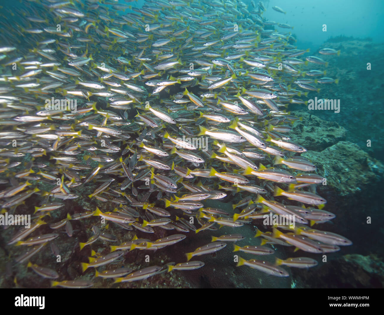 Two spot banded snapper lutjanus biguttatus hi-res stock photography ...