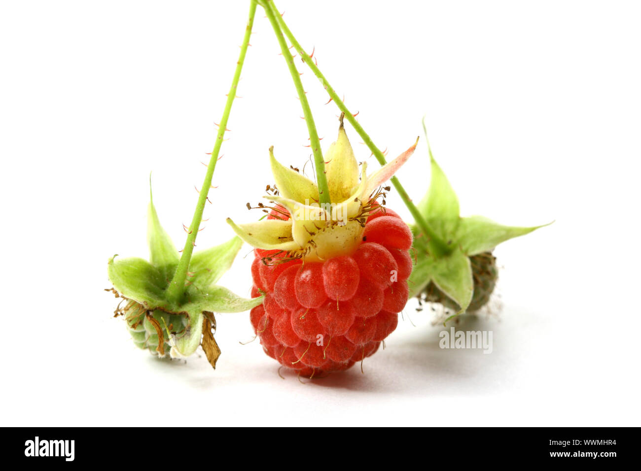 raspberry isolated on white background Stock Photo - Alamy