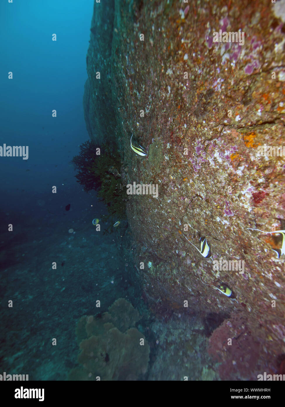 Wimpelfische hi-res stock photography and images - Alamy