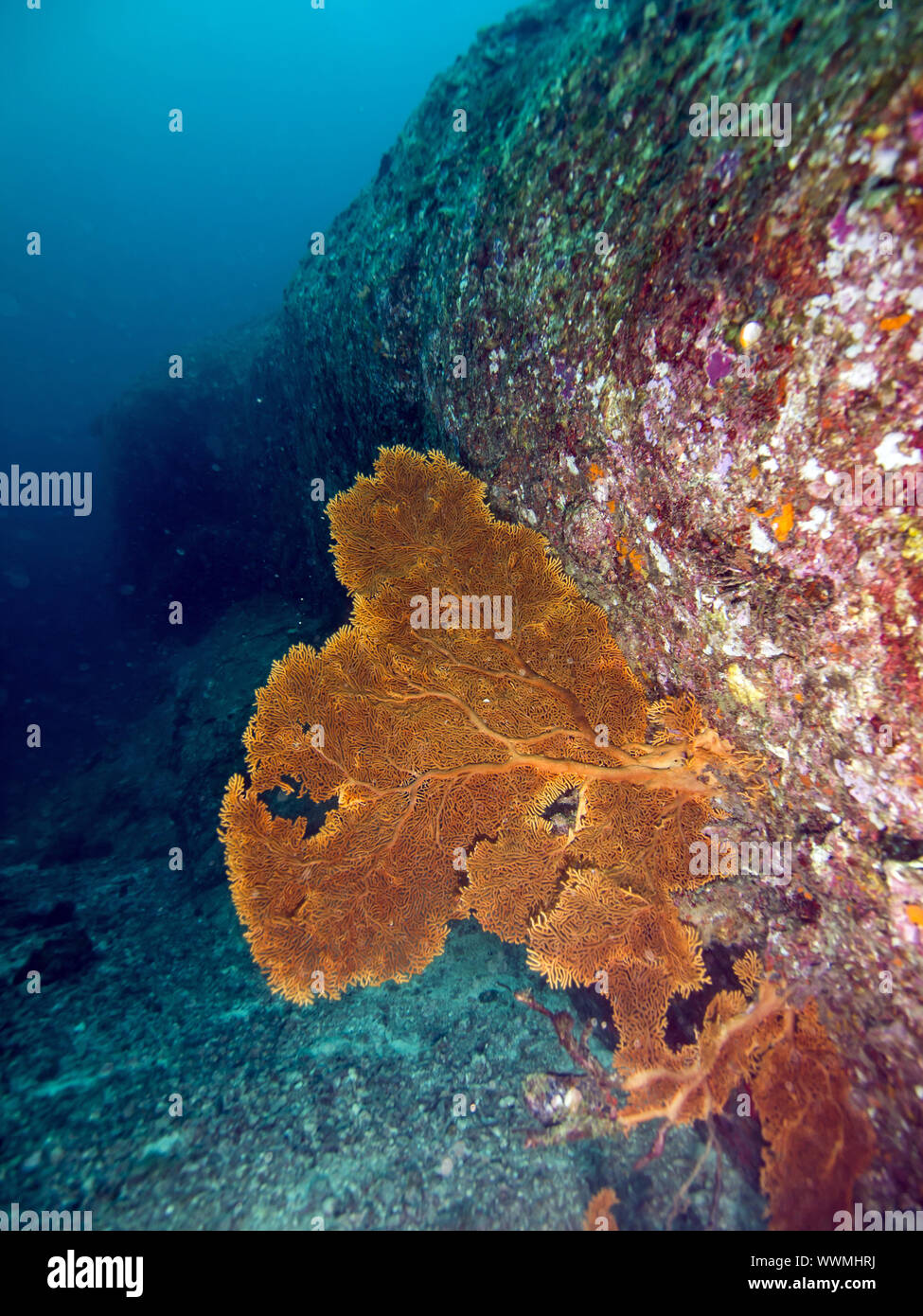 Giant gorgonian sea fan hi-res stock photography and images - Alamy