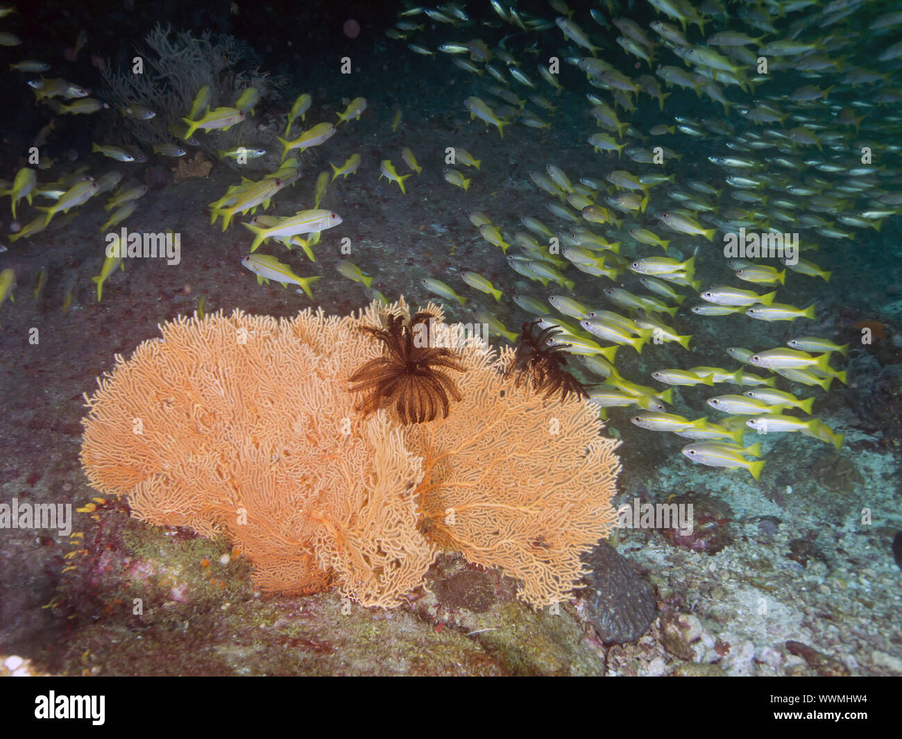 Lower animals hi-res stock photography and images - Alamy