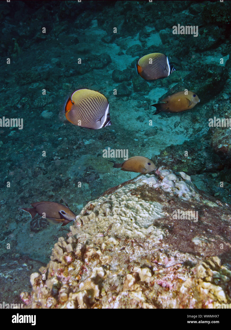 Red tailed butterflyfish hi-res stock photography and images - Alamy