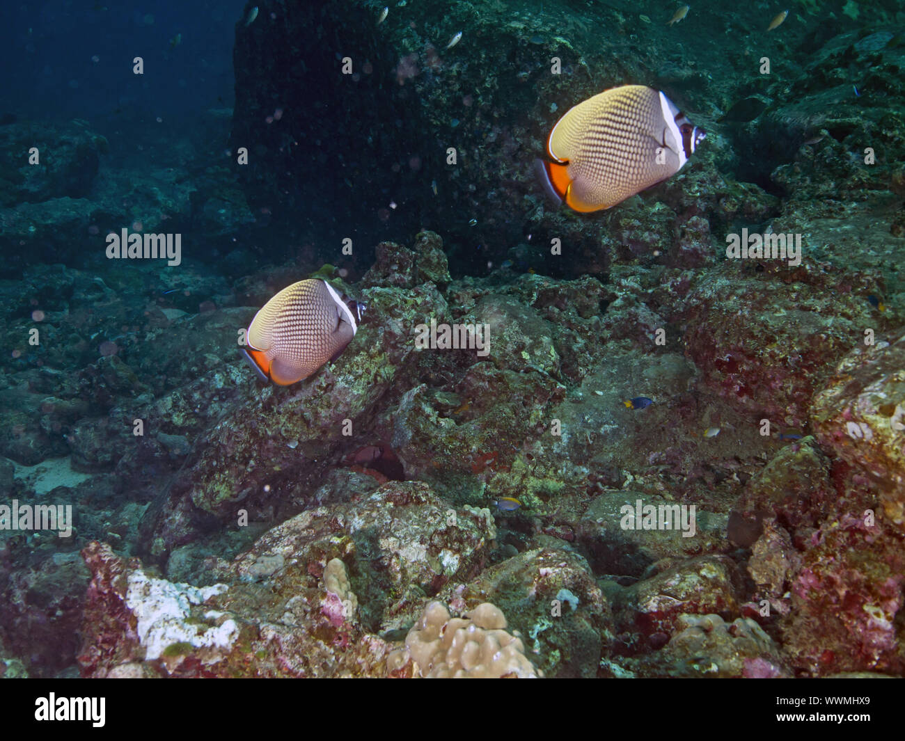 Red tailed butterflyfish hi-res stock photography and images - Alamy