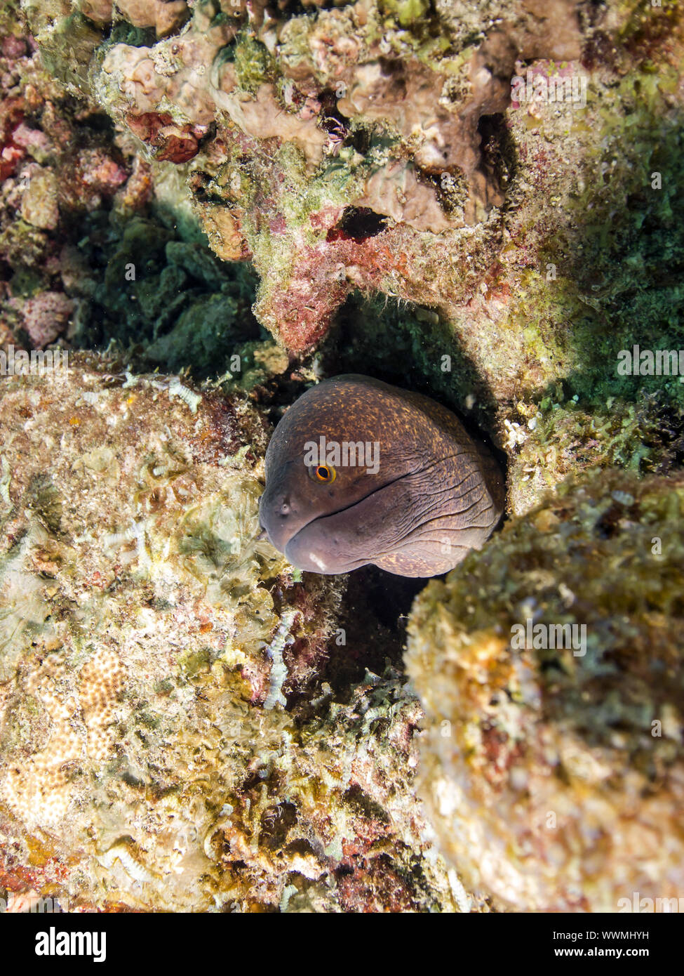 Moray eel head hi-res stock photography and images - Alamy