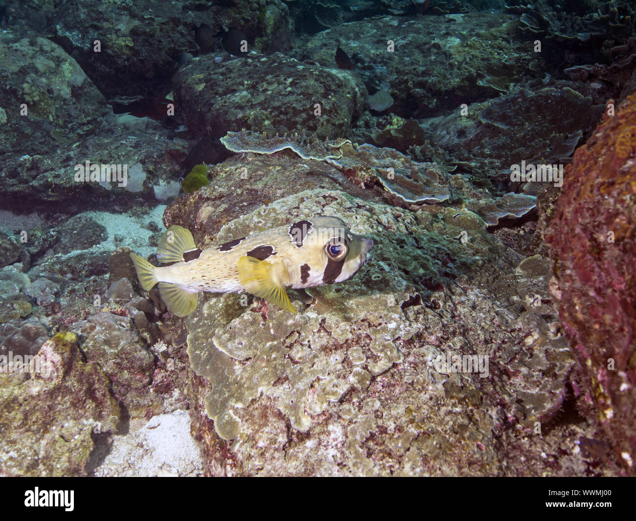 Blotched porcupinefish hi-res stock photography and images - Alamy