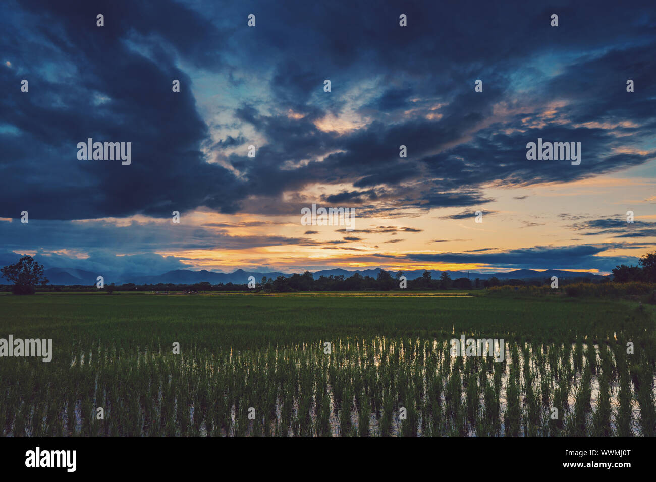 Natural scenic beautiful field sunset and storm clouds and green field ...