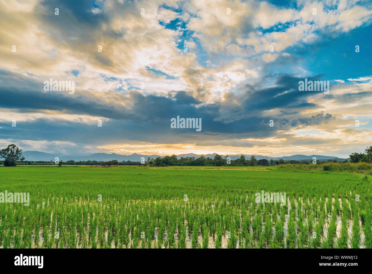 Natural scenic beautiful field sunset and green field agricultural ...