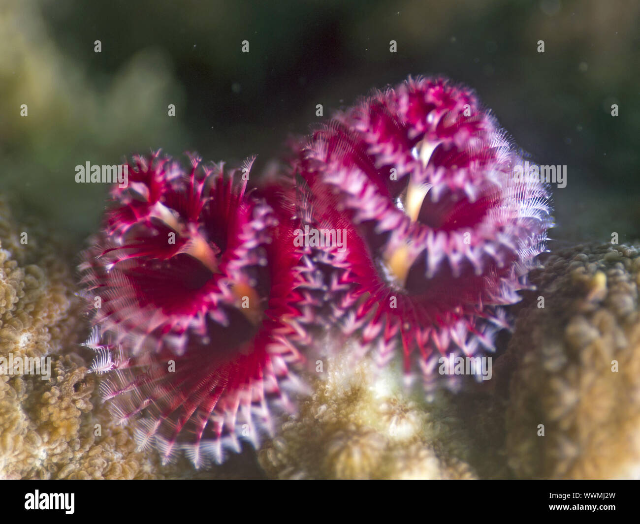 Christmas Tree Worms High Resolution Stock Photography and Images - Alamy