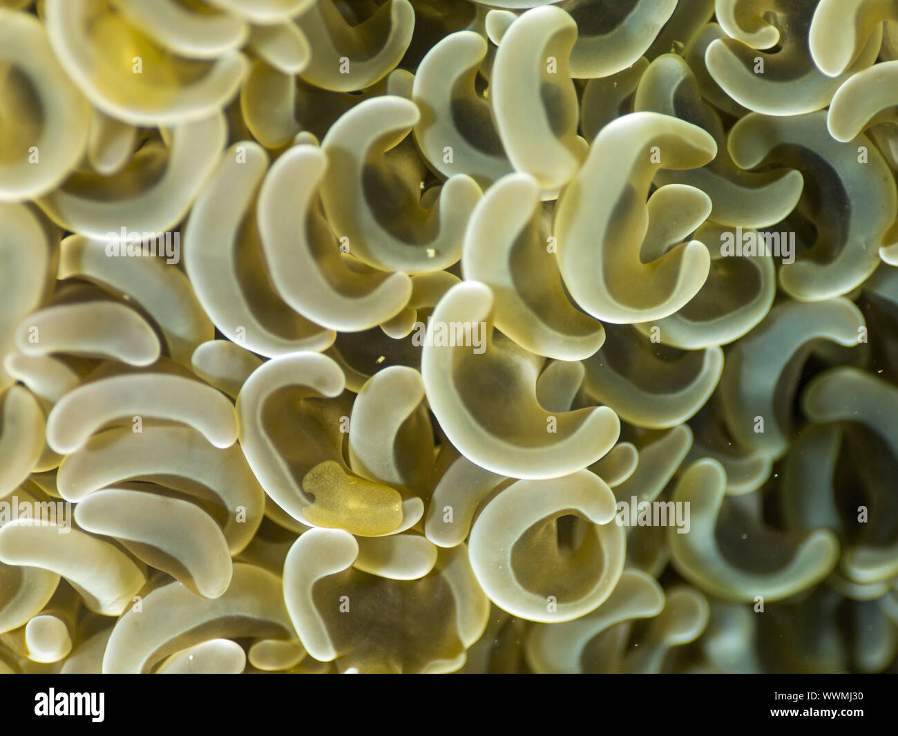 Korallenpolypen hi-res stock photography and images - Alamy