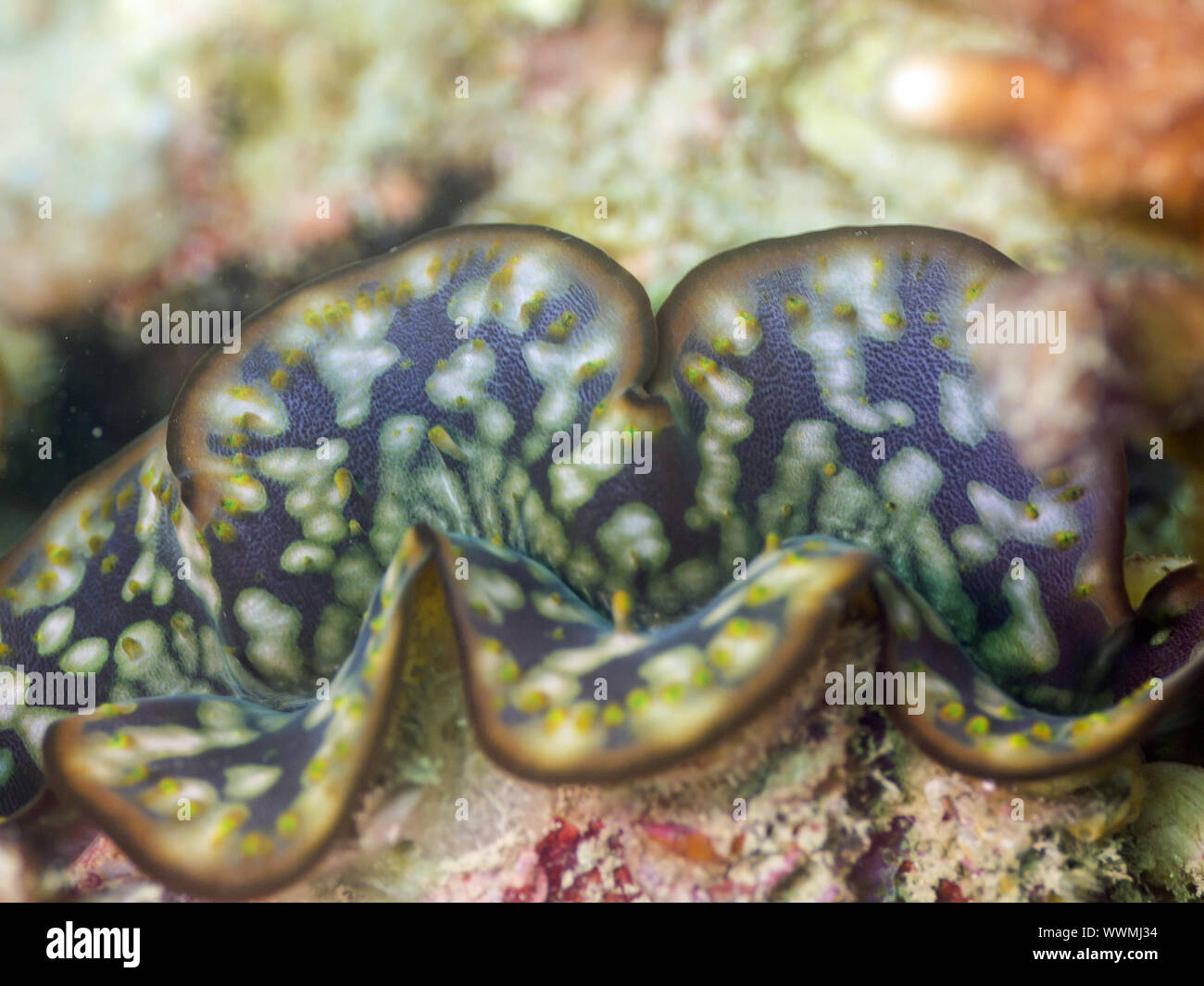 Tridacna gigas hi-res stock photography and images - Alamy