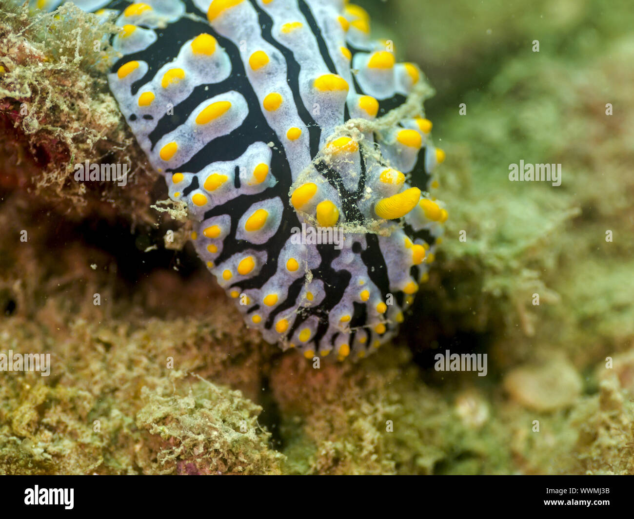 Nudibranch sea water hi-res stock photography and images - Alamy