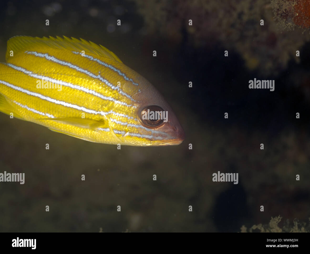 Common bluestripe snapper Stock Photo - Alamy