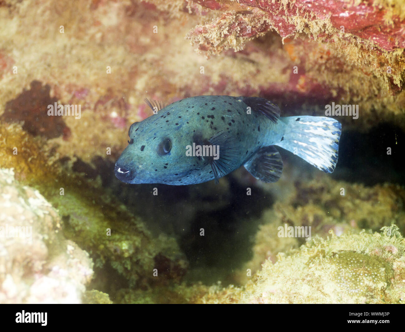 Blackspotted puffer fish arothron nigropunctatus hi-res stock ...