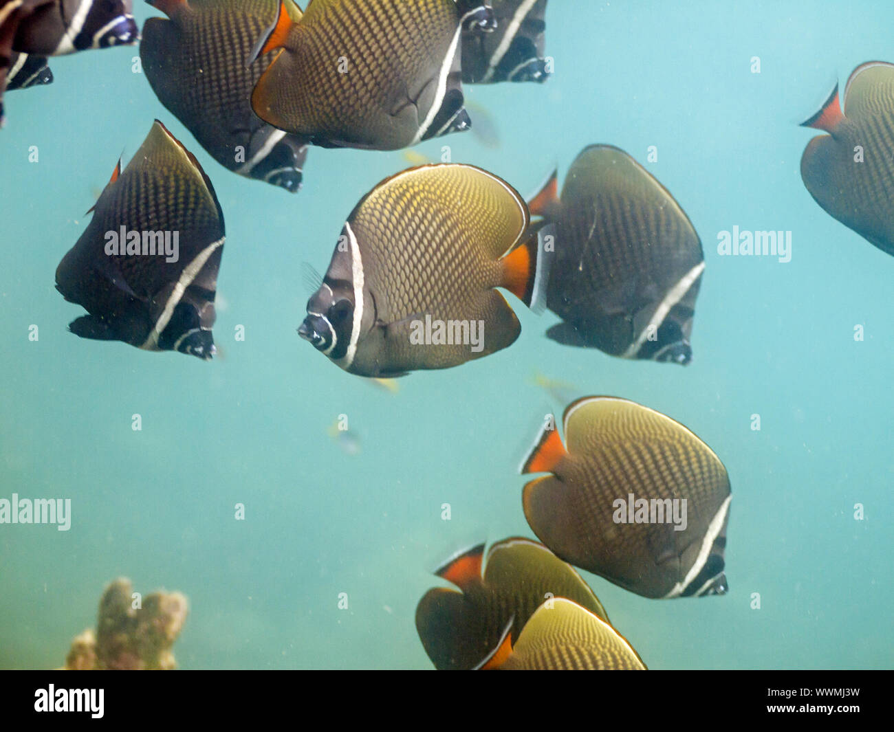 Red tailed hi-res stock photography and images - Alamy