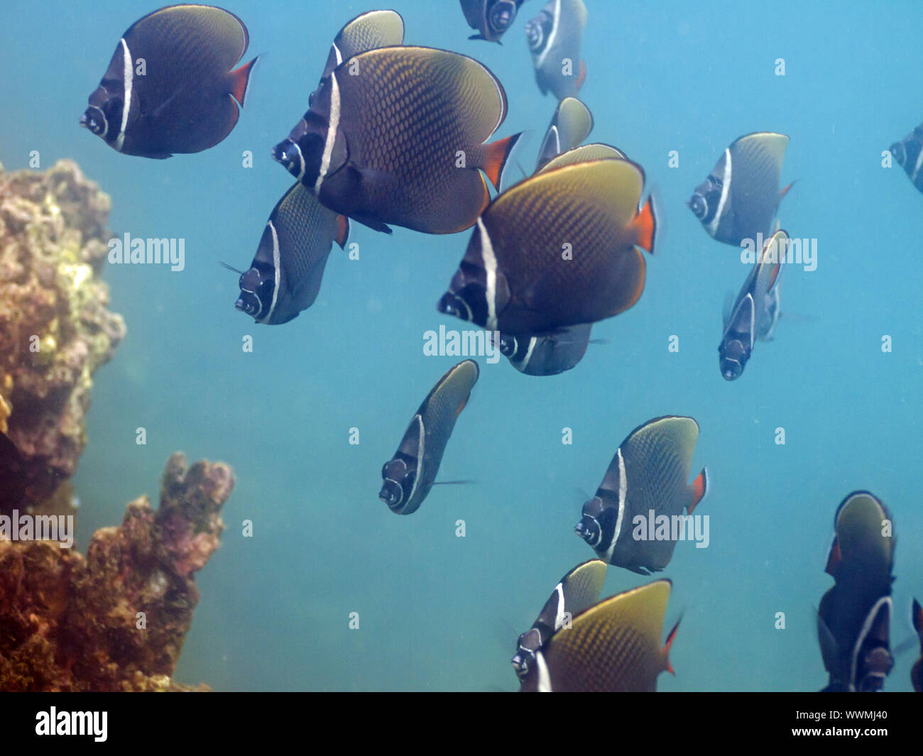 Red tailed butterflyfish hi-res stock photography and images - Alamy