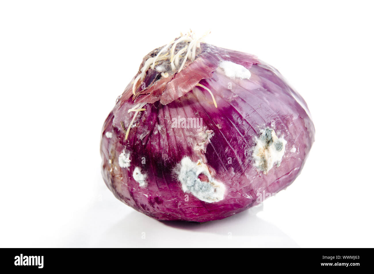 Purple fungus mold hi-res stock photography and images - Alamy