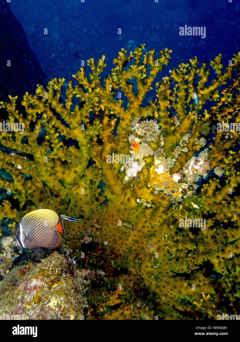 Red tailed butterflyfish hi-res stock photography and images - Alamy