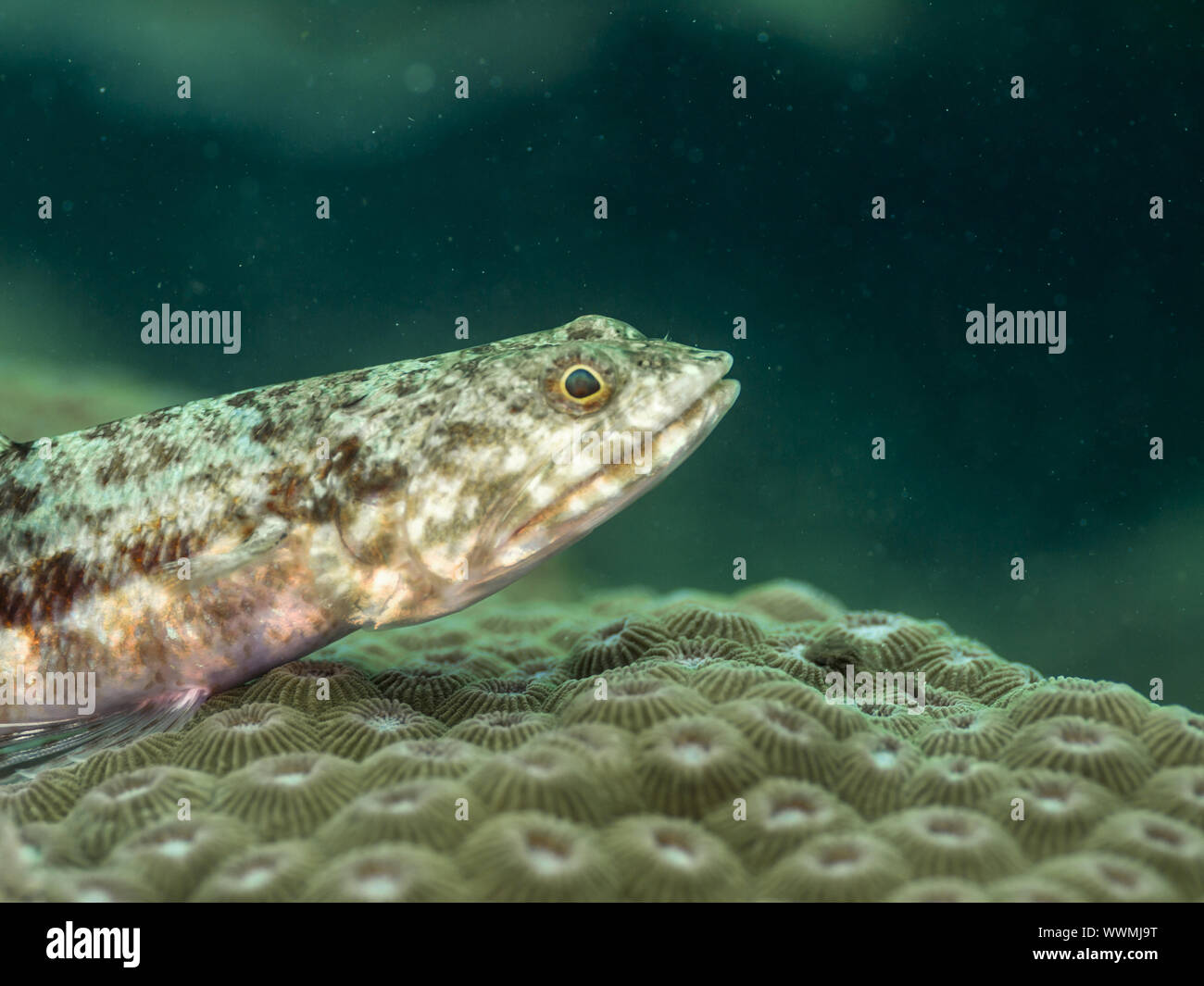 Typical lizardfish hi-res stock photography and images - Alamy