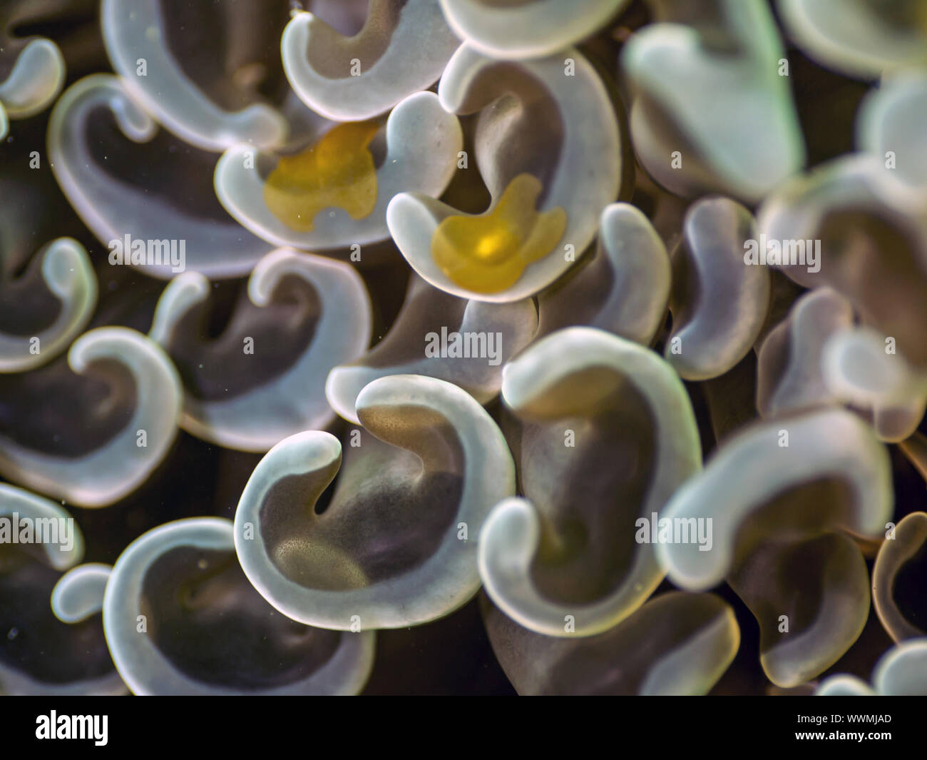 Korallenpolypen hi-res stock photography and images - Alamy