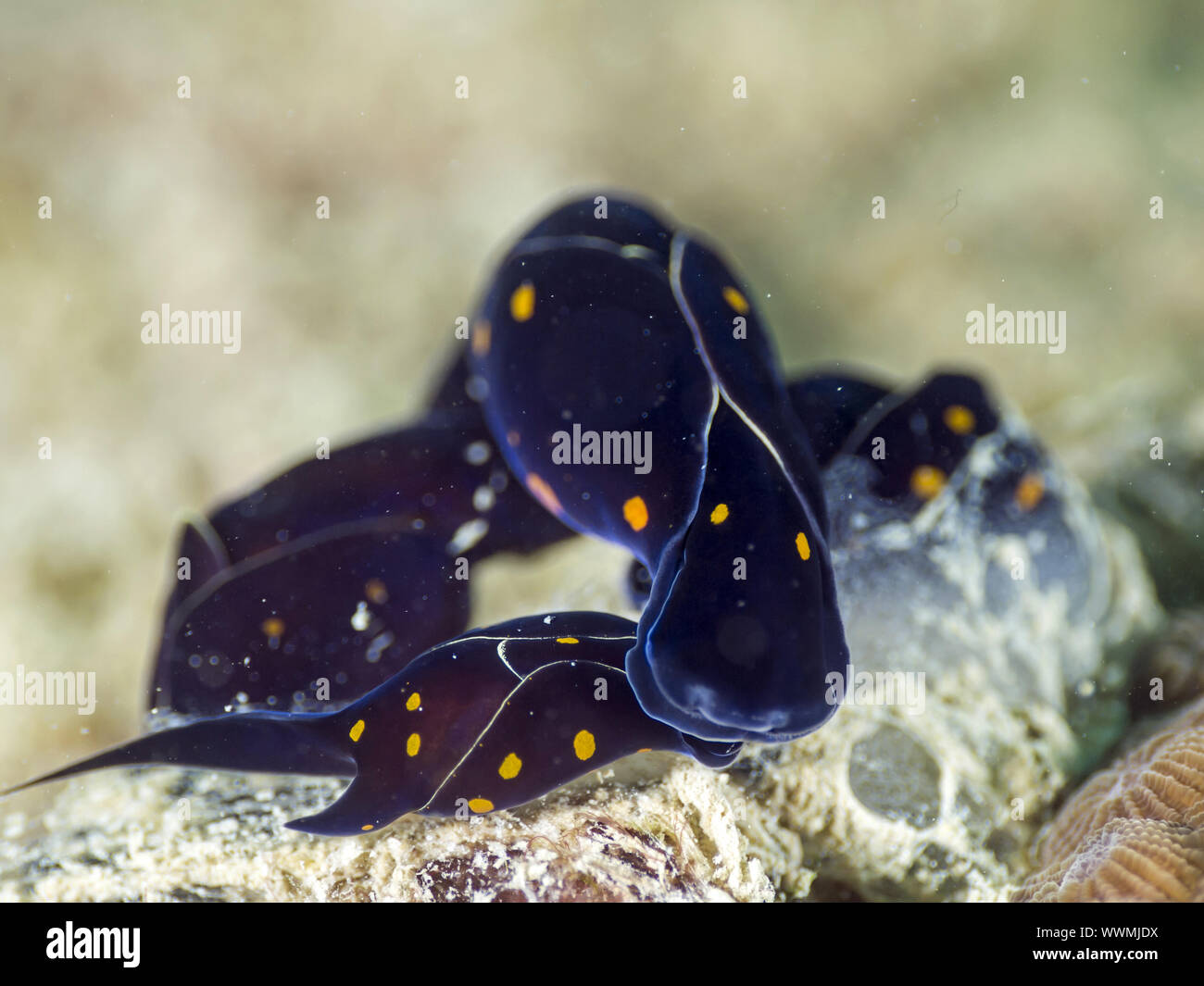 Chelidonura punctata hi-res stock photography and images - Alamy