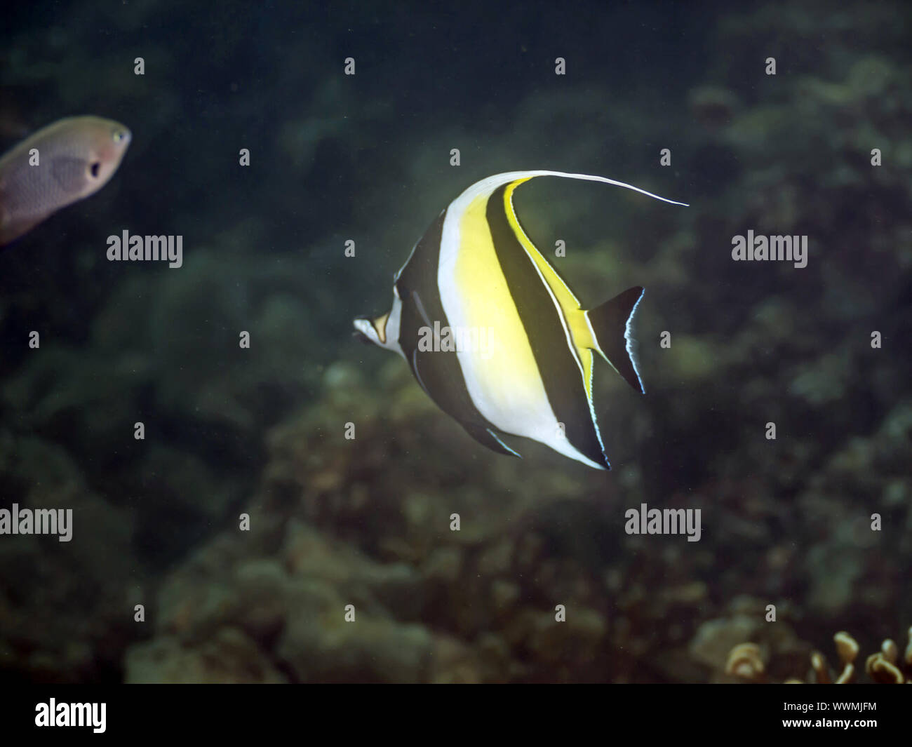 Wimpelfisch hi-res stock photography and images - Alamy