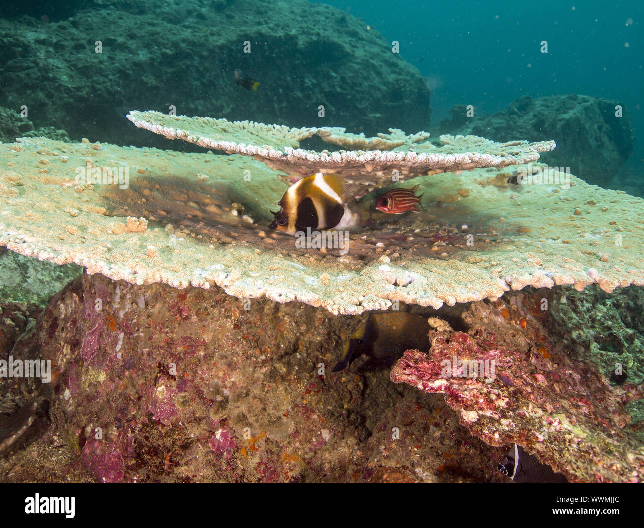 Acropora hyacinthus acropora hyacinthus coral hi-res stock photography ...