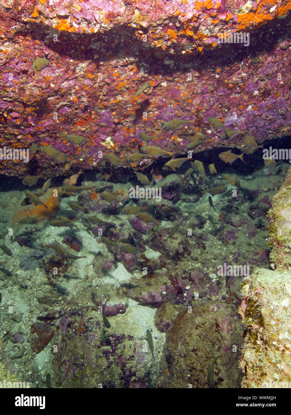 Sweeperfish hi-res stock photography and images - Alamy