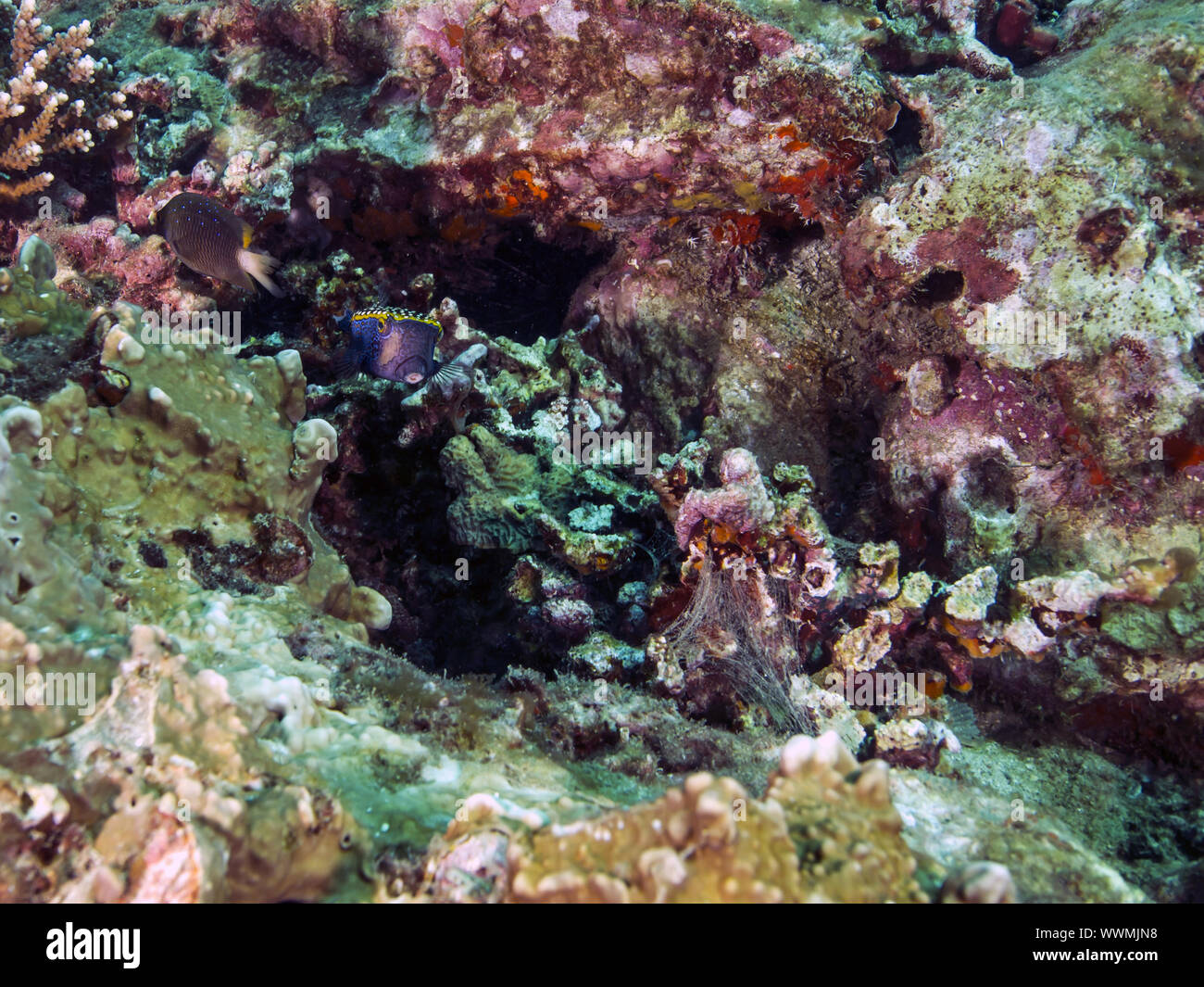 Kofferfisch hi-res stock photography and images - Alamy