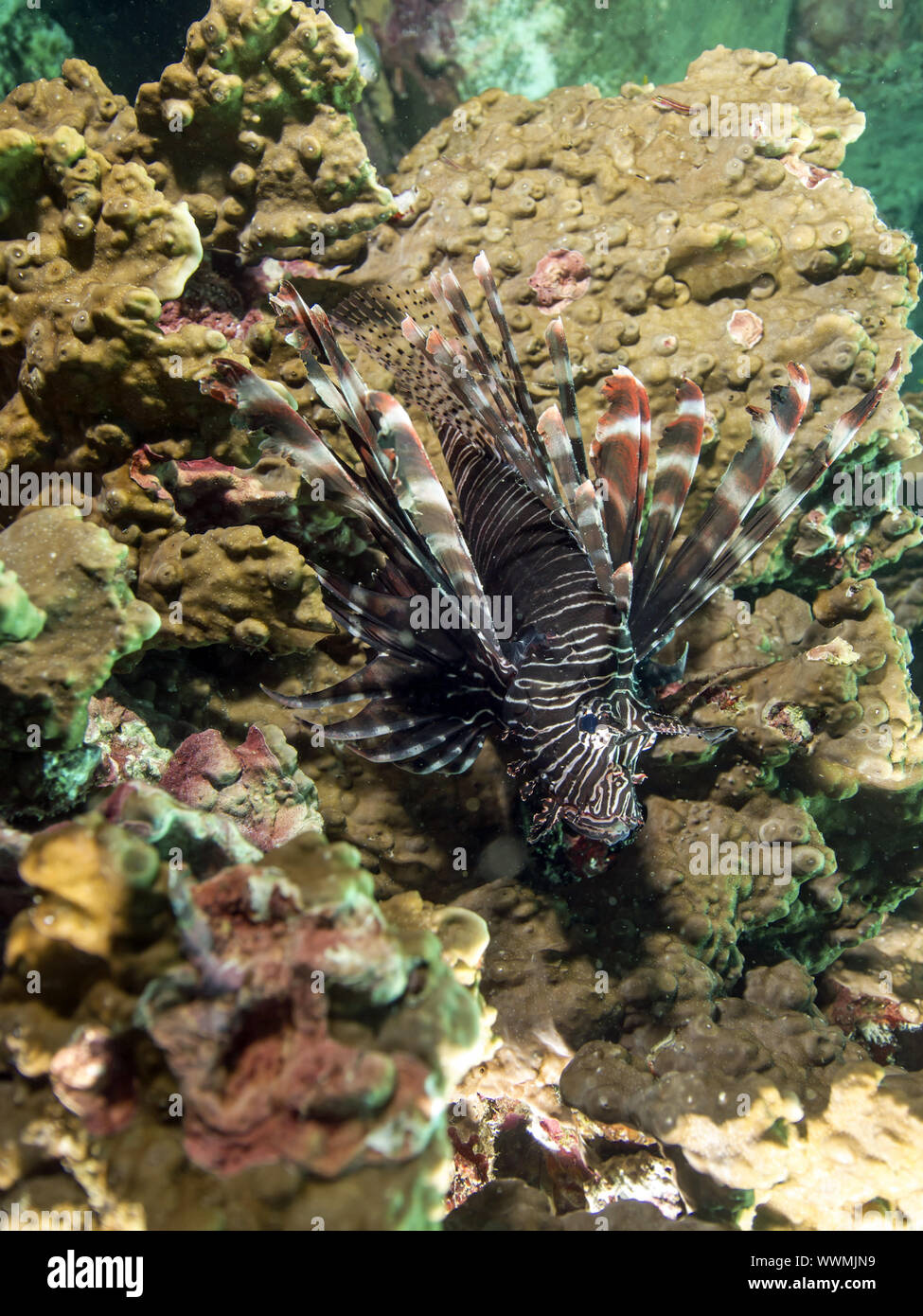 O reef hi-res stock photography and images - Alamy