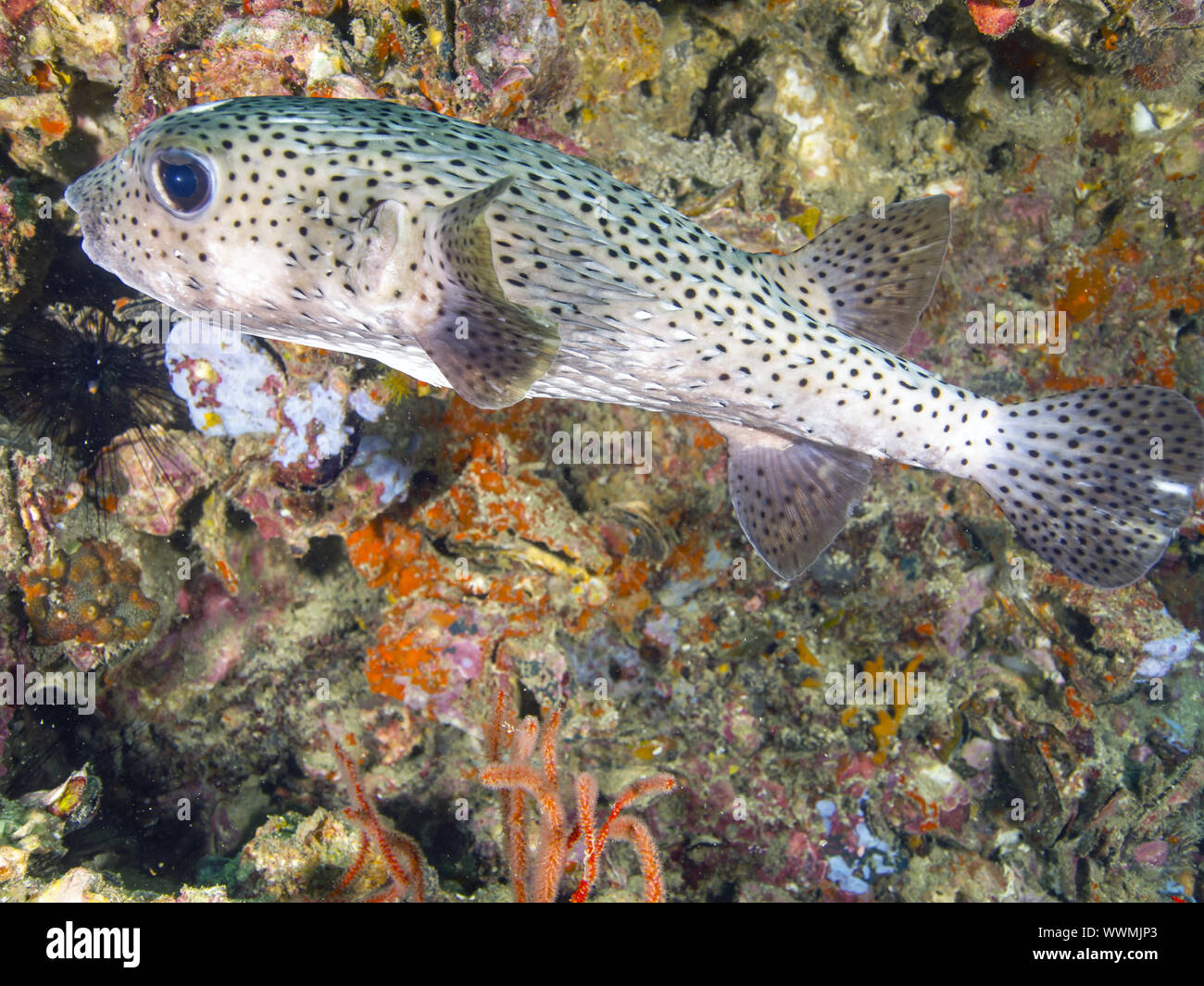 Black spotted porcupinefish hi-res stock photography and images - Alamy