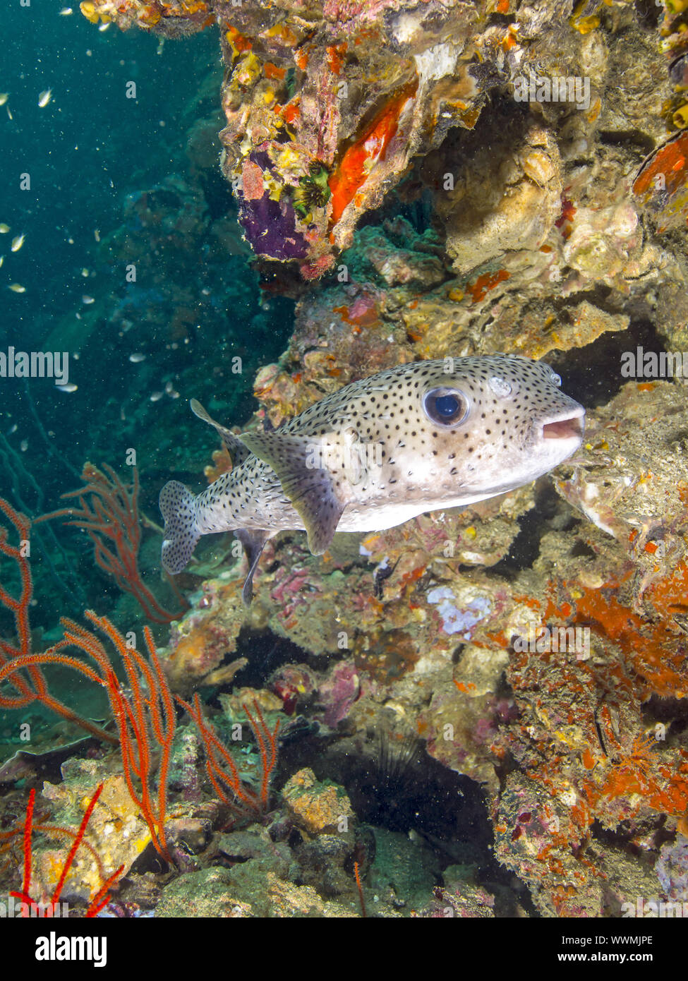 Spot fin porcupinefish hi-res stock photography and images - Alamy