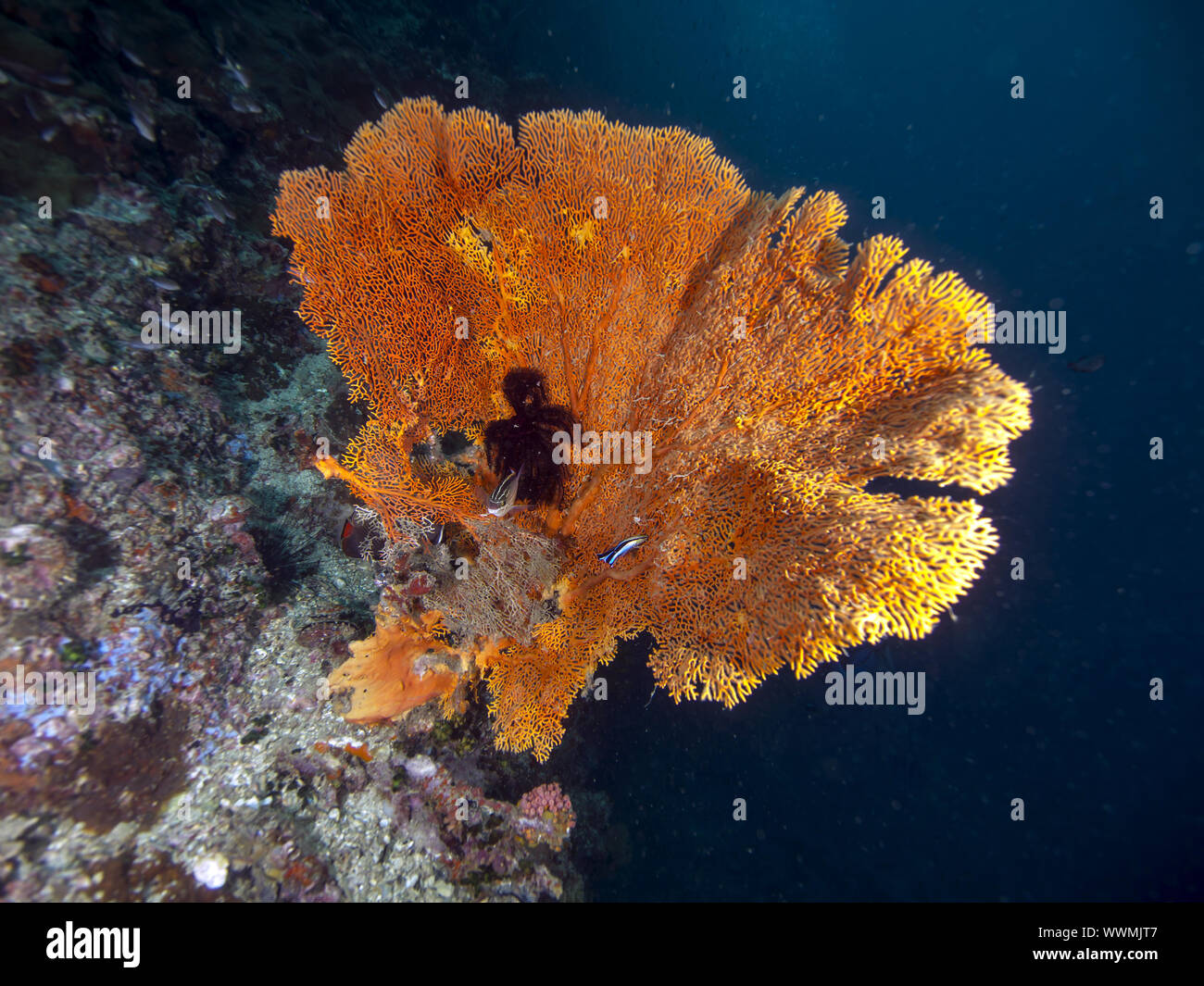 Gorgonian fan coral indian ocean hi-res stock photography and images ...
