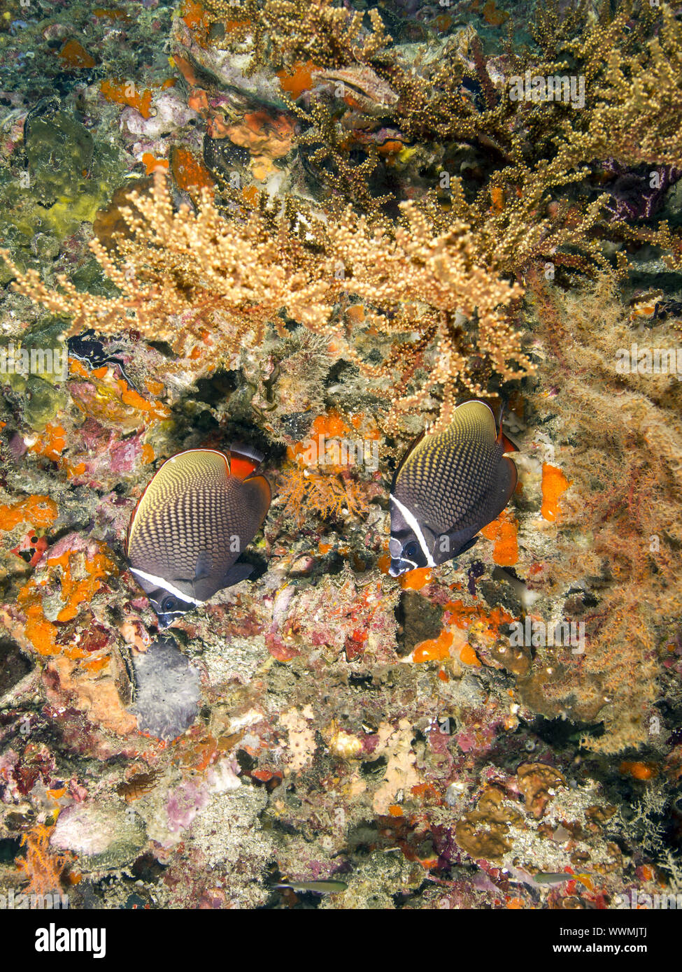 redtail butterflyfish (Chaetodon collare Stock Photo - Alamy