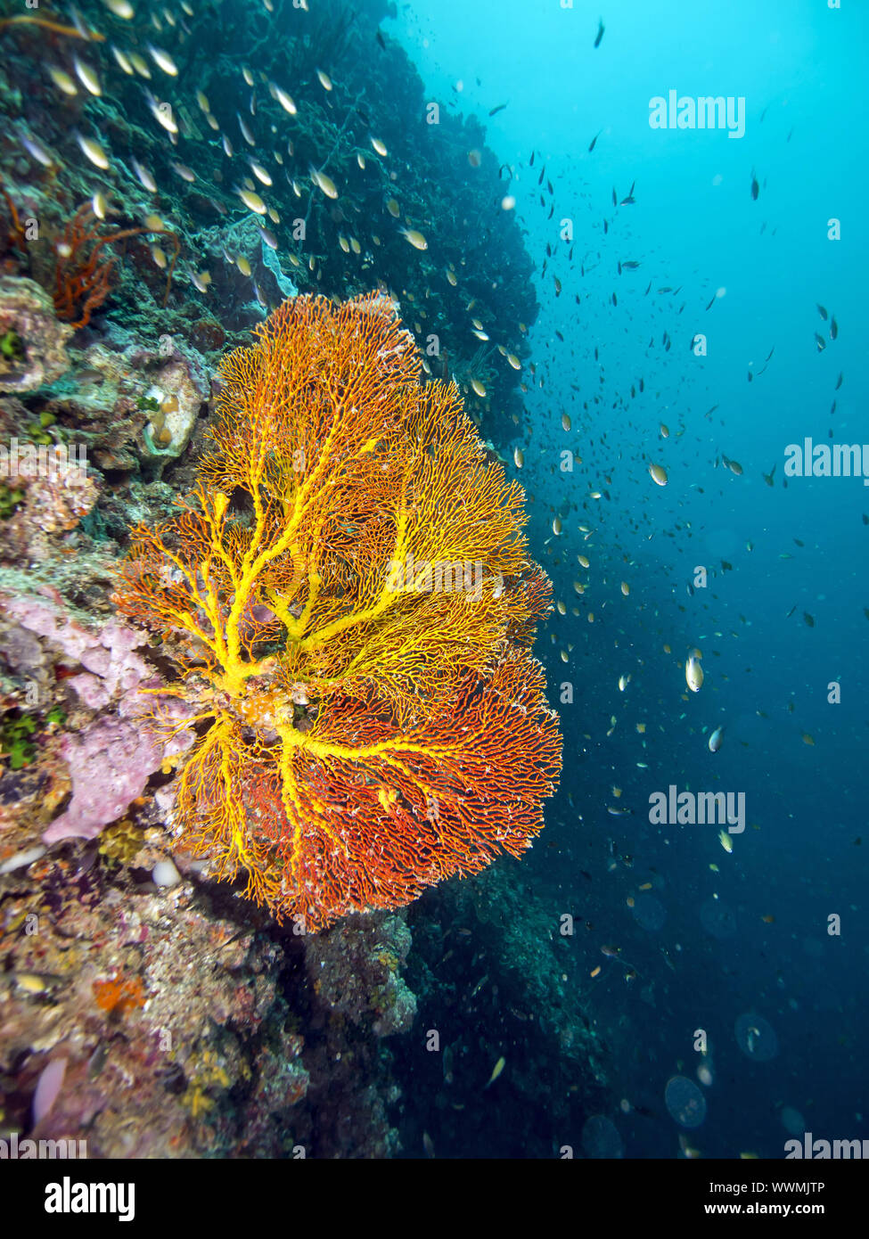 Giant gorgonian fan coral hi-res stock photography and images - Alamy