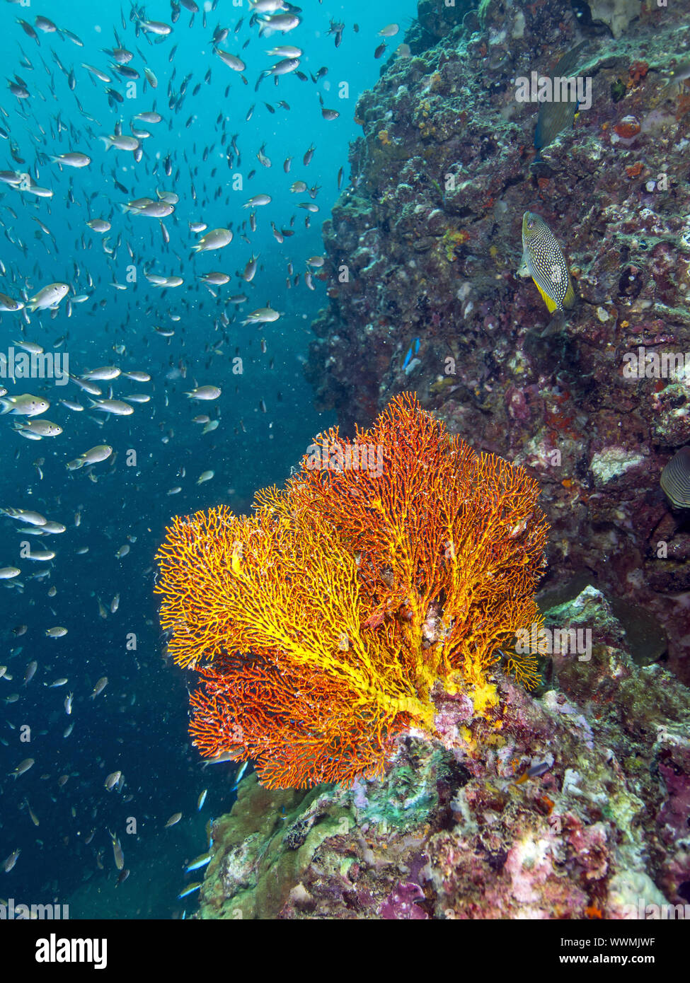 Giant gorgonian fan coral hi-res stock photography and images - Alamy