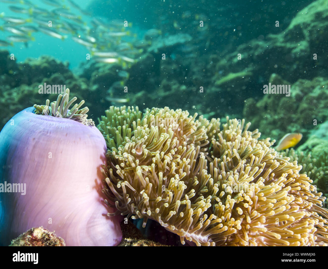 magnificent sea anemone Stock Photo - Alamy