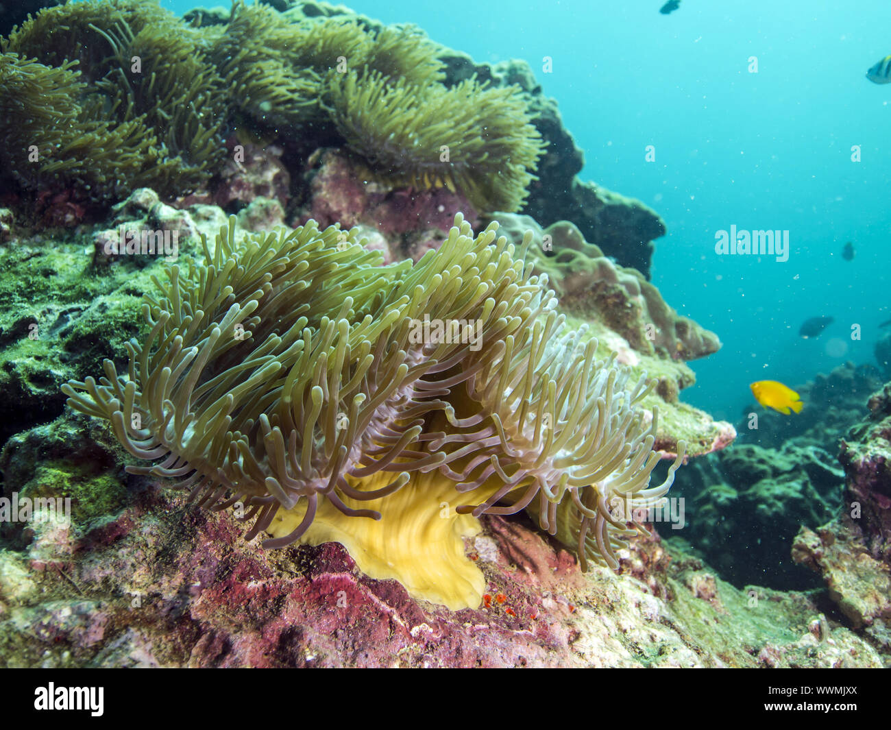 Magnificent wildlife hi-res stock photography and images - Alamy