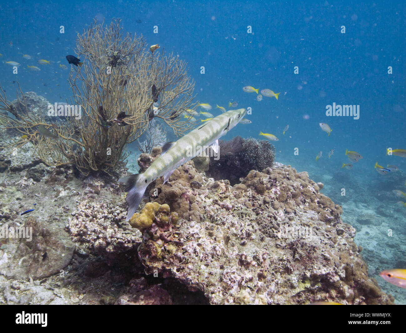 Barakuda hi-res stock photography and images - Alamy