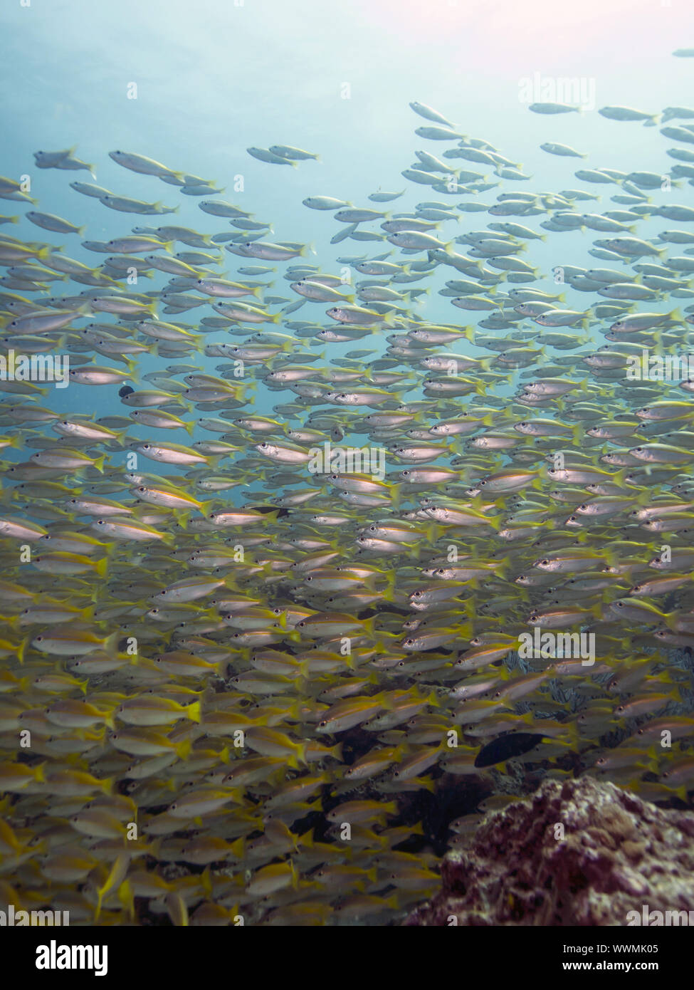 Indian snapper hi-res stock photography and images - Alamy