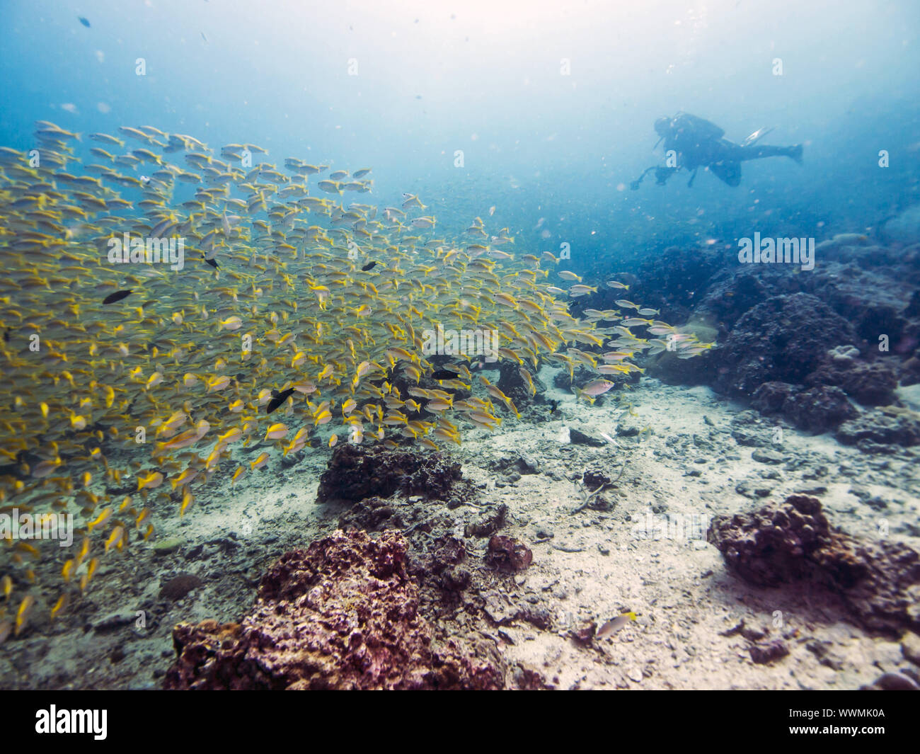 Reef snapper hi-res stock photography and images - Alamy