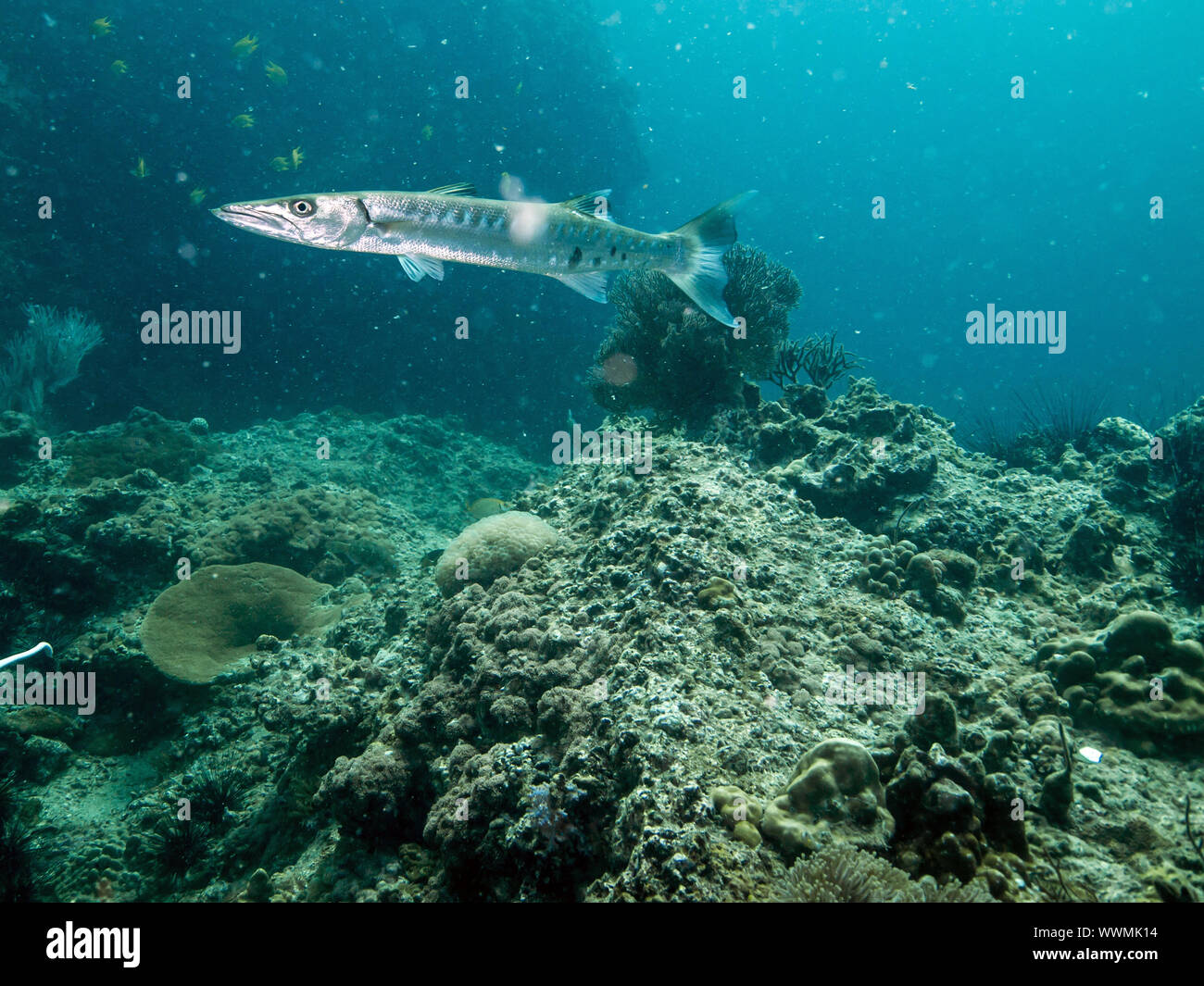 Barakuda hi-res stock photography and images - Alamy