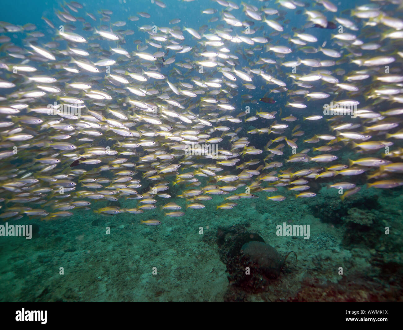 Indian snapper hi-res stock photography and images - Alamy