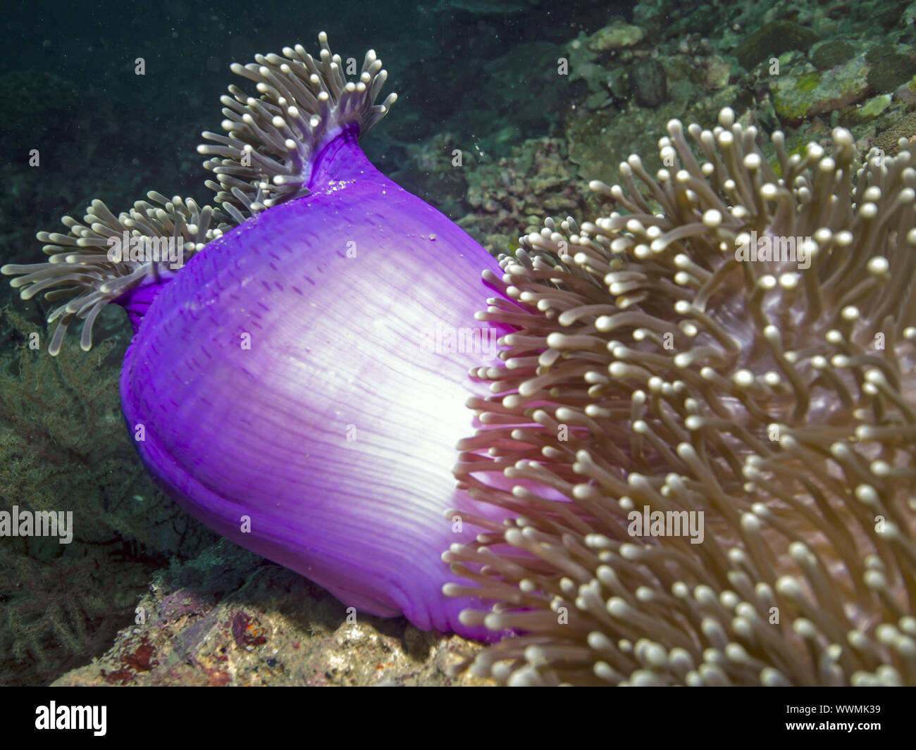 Prachtanemone (Heteractis magnifica Stock Photo - Alamy