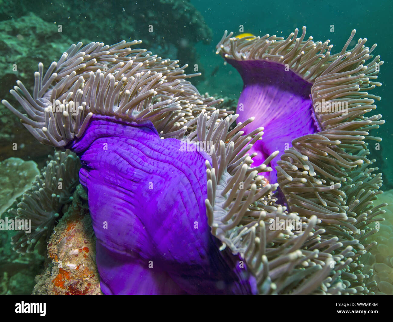 Prachtanemone (Heteractis magnifica Stock Photo - Alamy